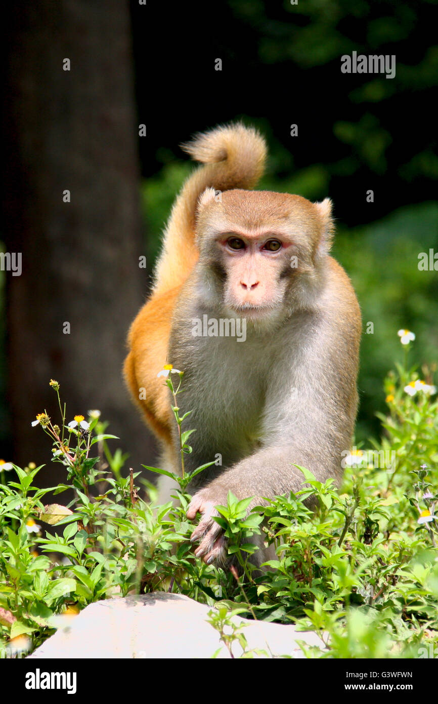 World of animals hi-res stock photography and images - Alamy