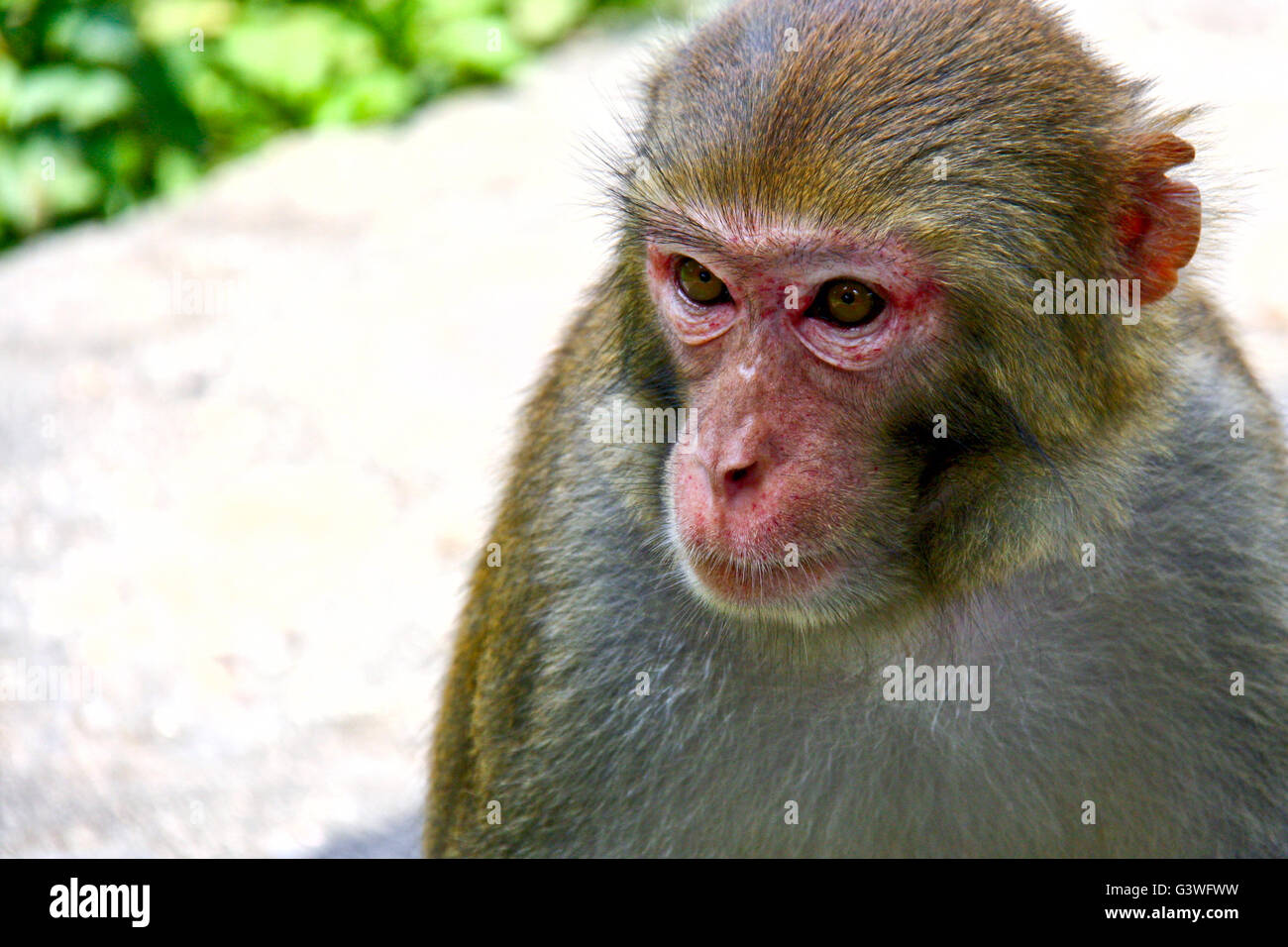 In the world of animals - monkeys Stock Photo - Alamy