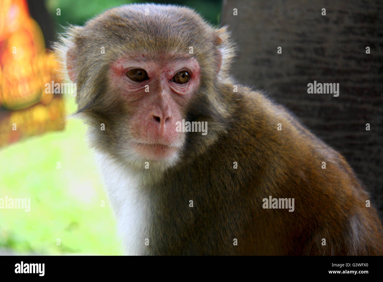 In the world of animals - monkeys Stock Photo - Alamy