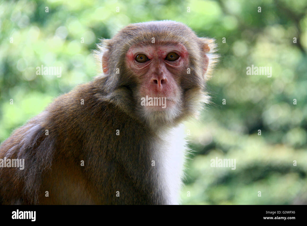 In the world of animals - monkeys Stock Photo - Alamy