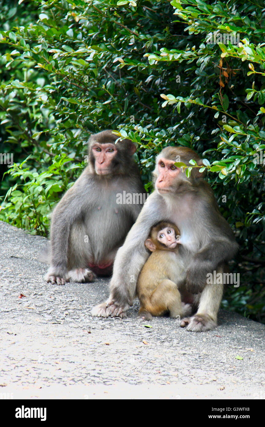 In the world of animals - monkeys Stock Photo - Alamy
