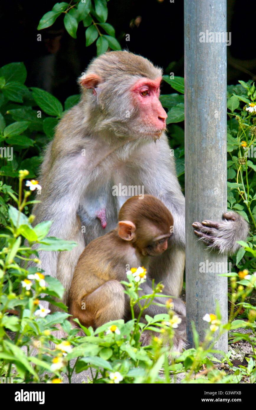 In the world of animals - monkeys Stock Photo - Alamy