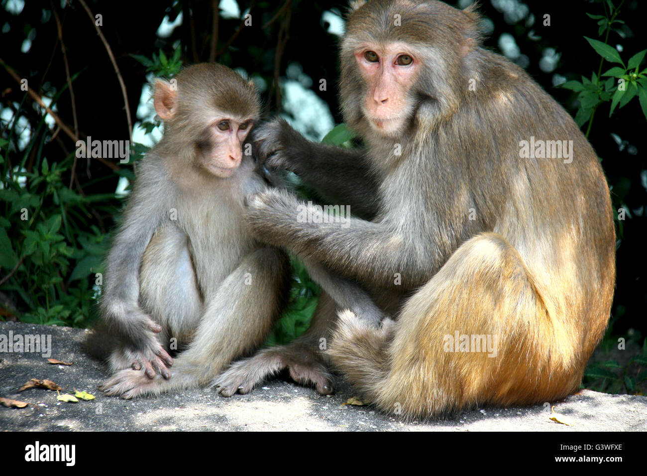 In the world of animals - monkeys Stock Photo - Alamy