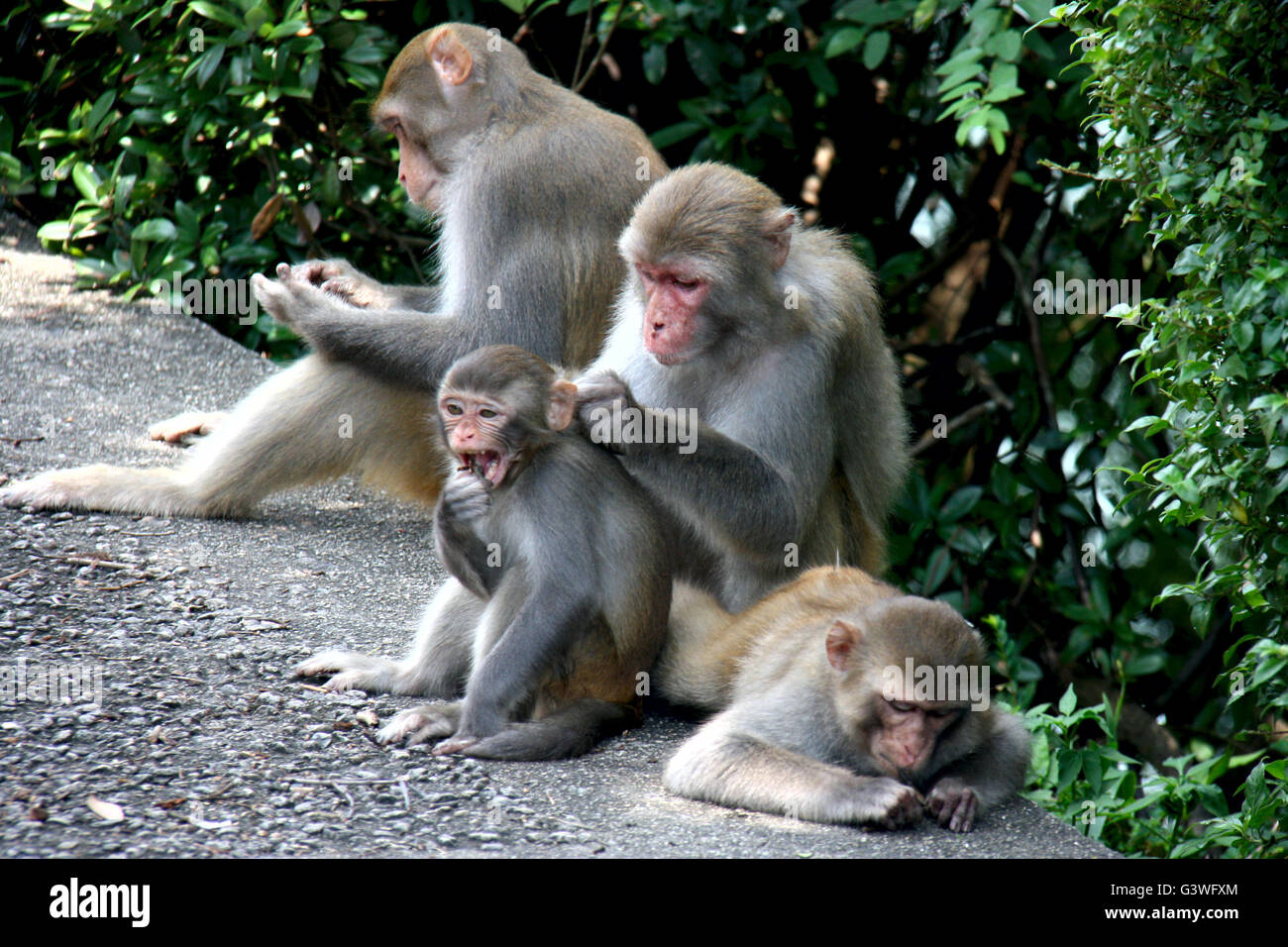 In the world of animals - monkeys Stock Photo - Alamy