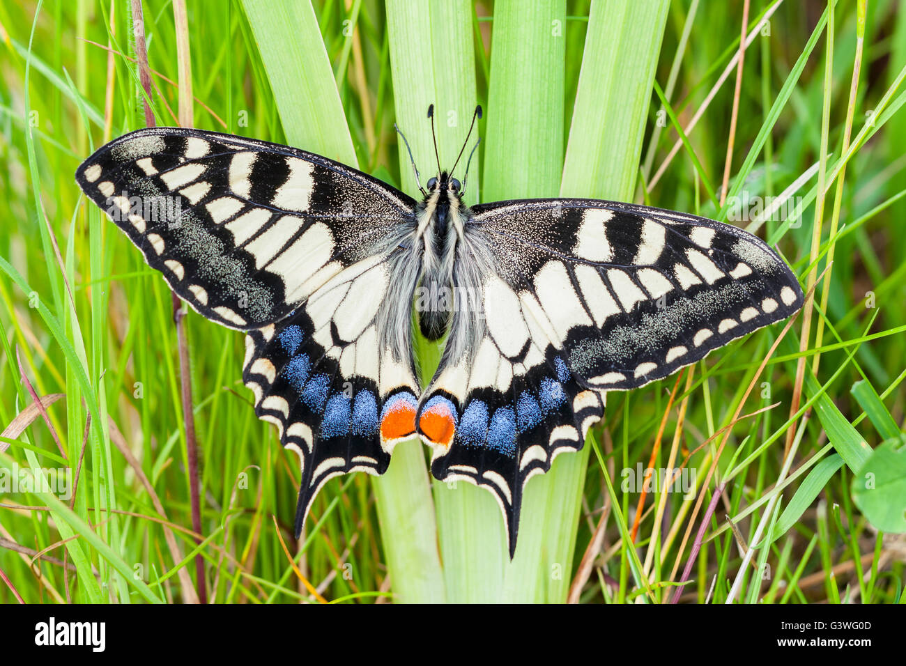 Swallowtail butterfly resting on Yellow Iris stalk Norfolk UK Stock ...