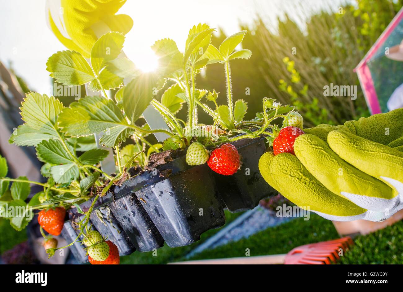 Strawberry Summer Cultivation Concept Photo. Cultivation Strawberries ...