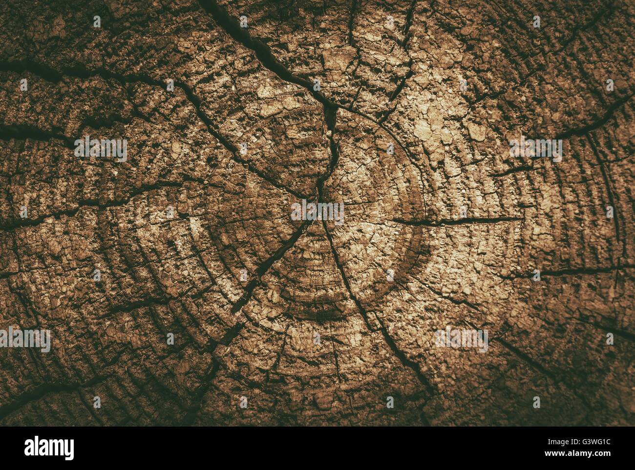 Tree Profile Background. Dark Brown Color Grading Stock Photo - Alamy