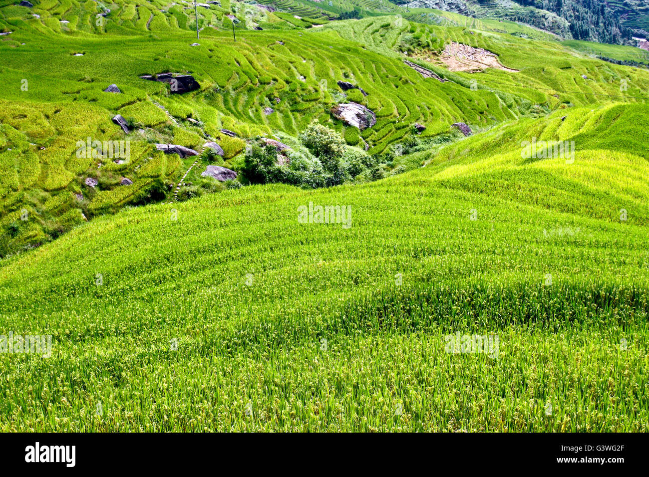 China agriculture hi-res stock photography and images - Alamy
