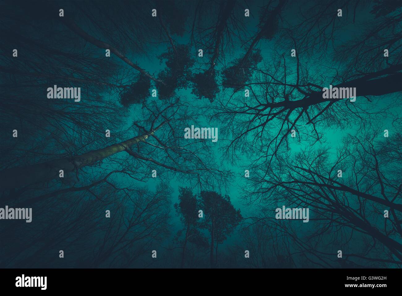 Spooky Dark Forest Canopy Nature Photo Background Stock Photo - Alamy