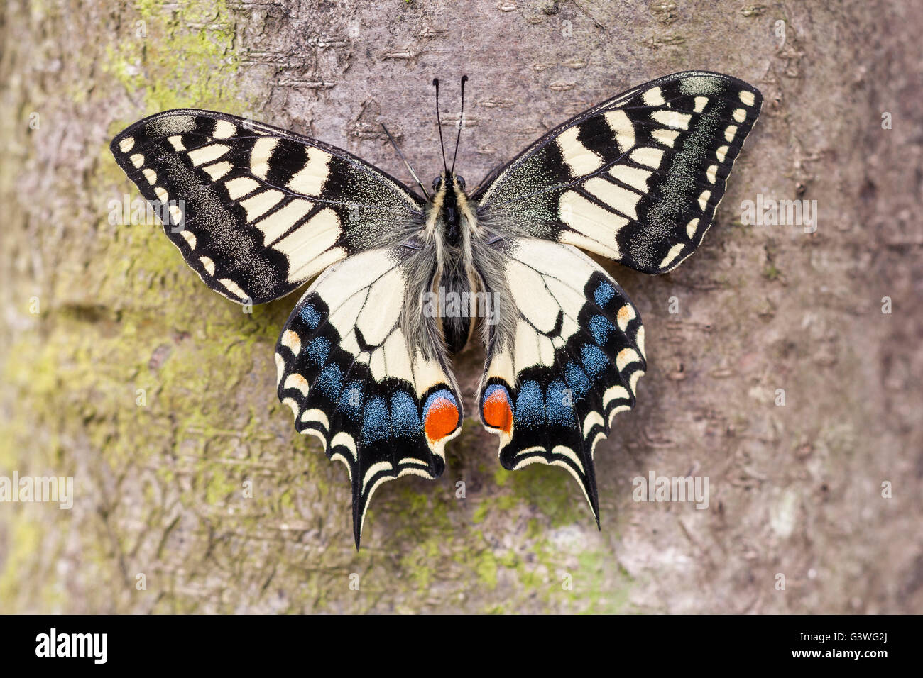 Swallowtail butterfly Norfolk UK Stock Photo - Alamy