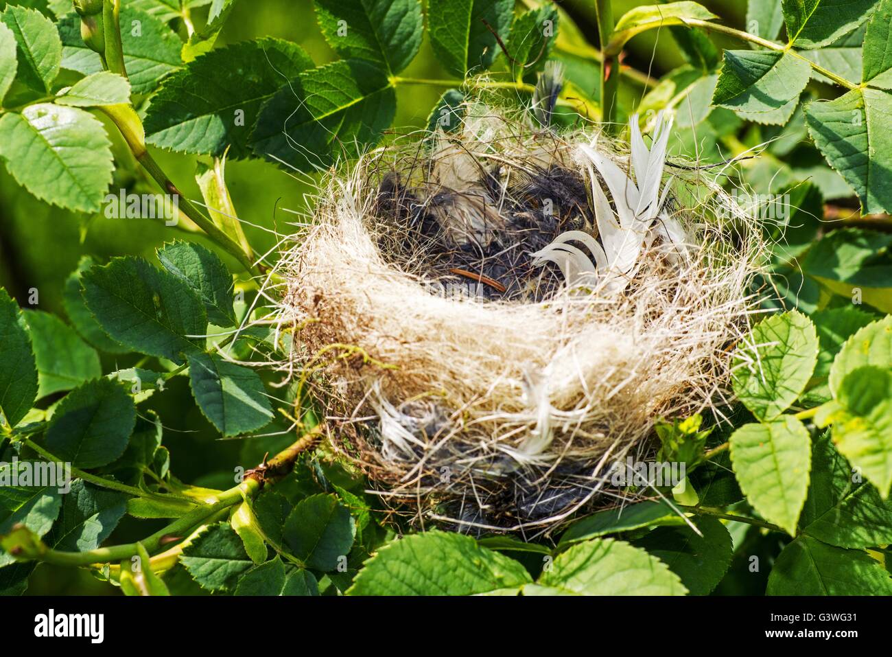 Smallest Bird Nest