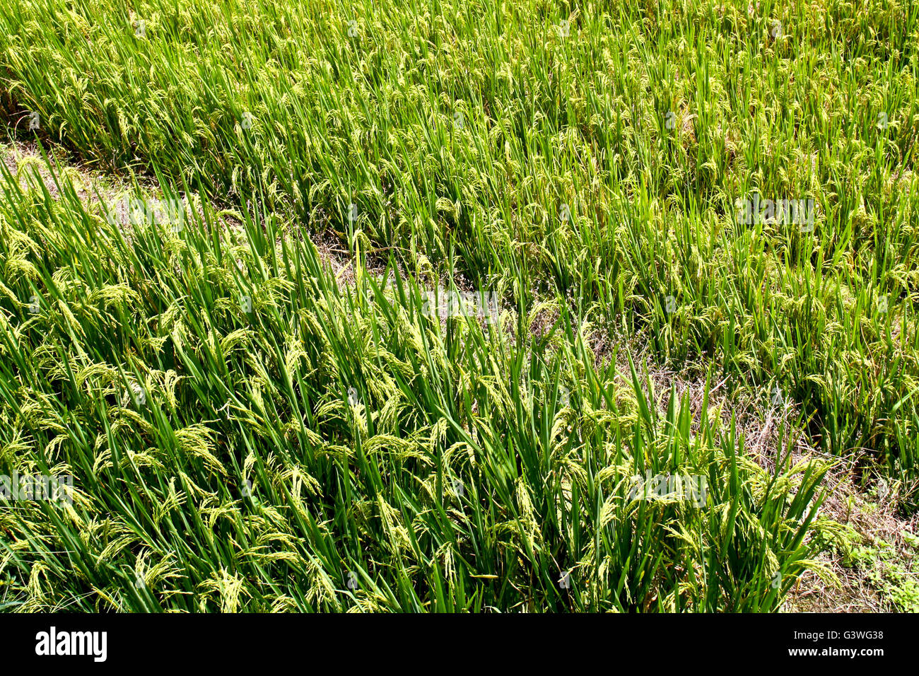 beautiful waves rice terraces on the mountain slopes Stock Photo - Alamy
