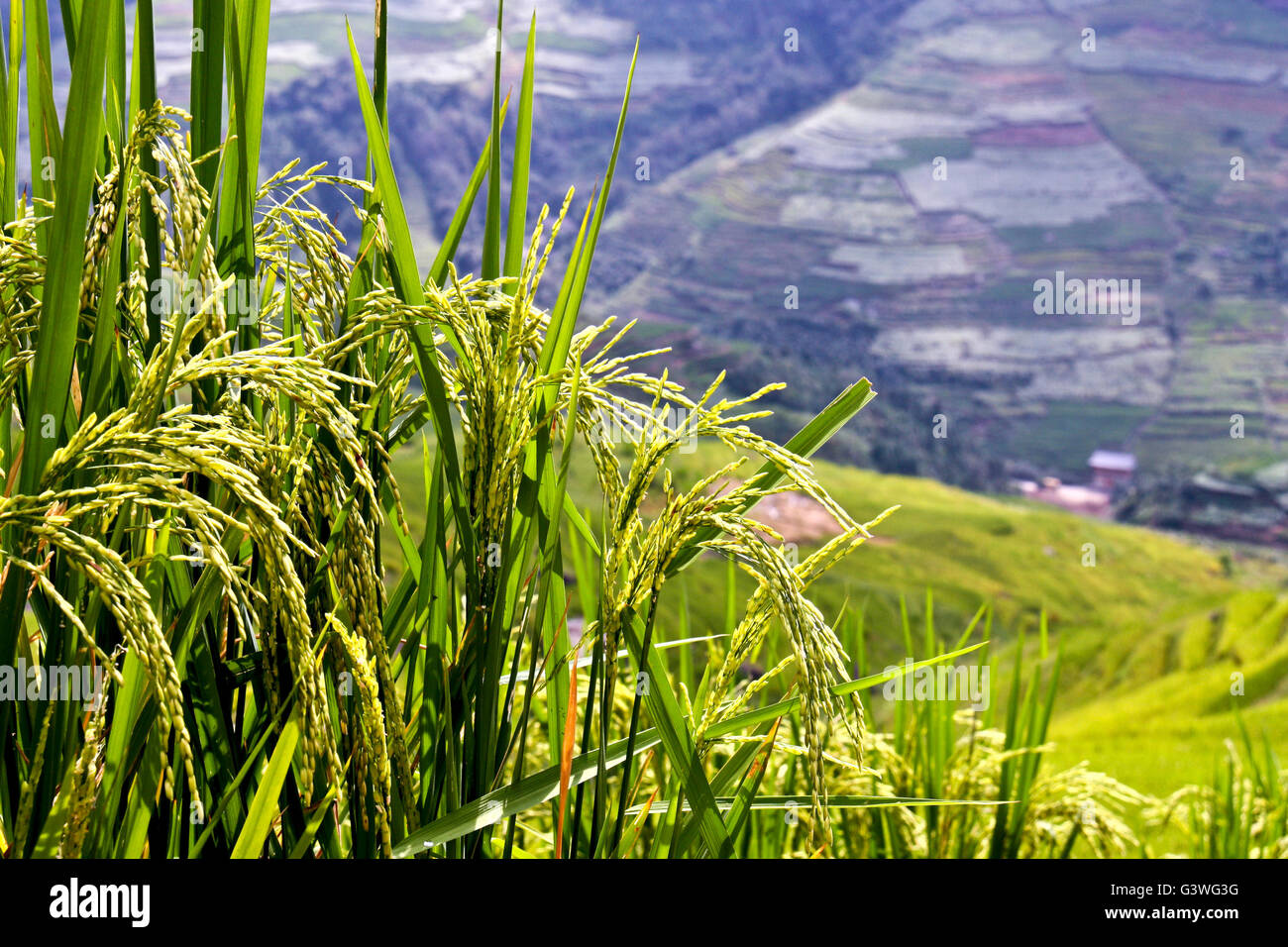 beautiful waves rice terraces on the mountain slopes Stock Photo - Alamy