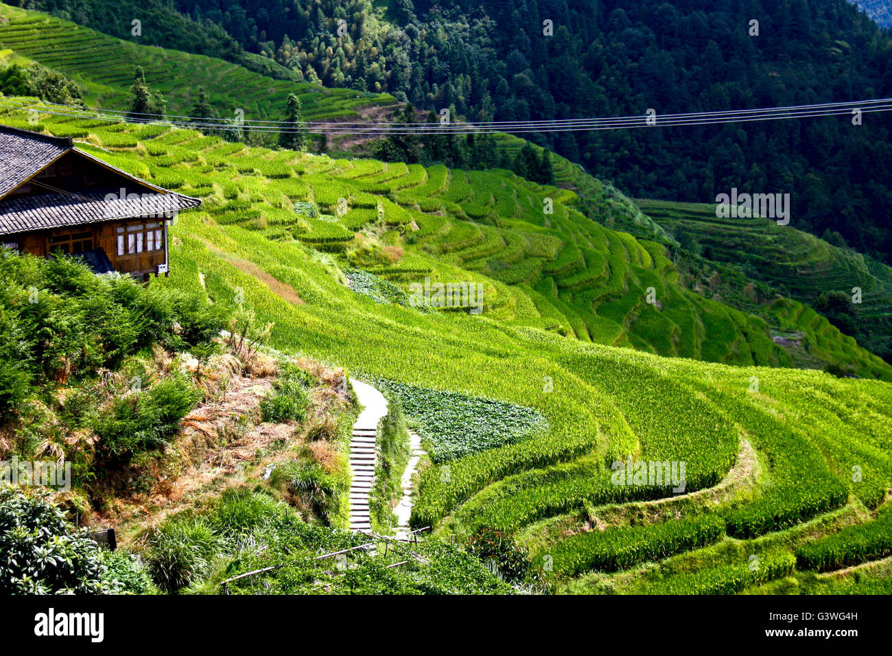 Rice terraces in the mountains Stock Photo - Alamy