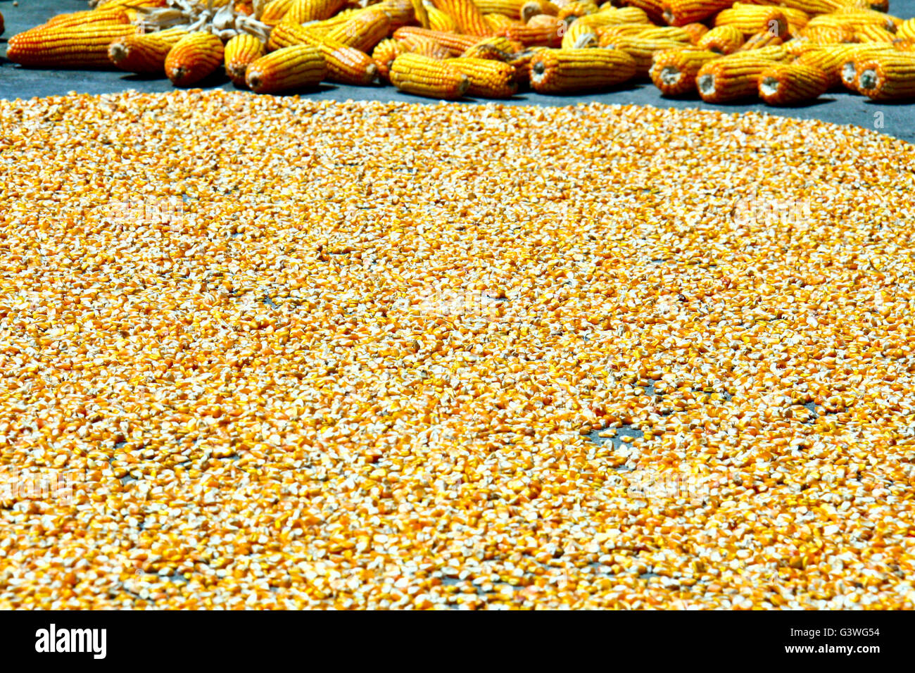 Collected Mature corn cob drying in the sun. Maize Stock Photo - Alamy