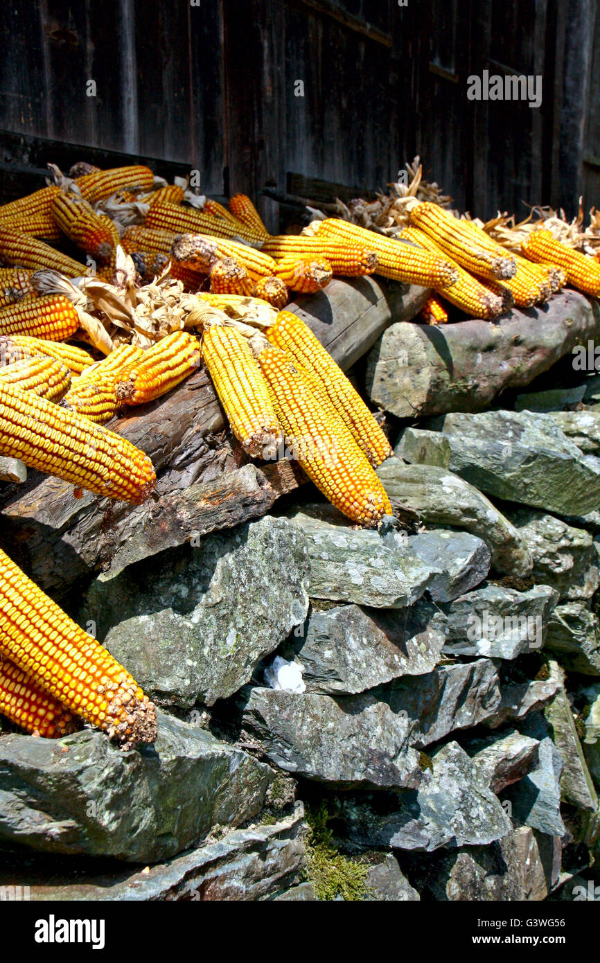 Collected Mature corn cob drying in the sun. Maize Stock Photo - Alamy