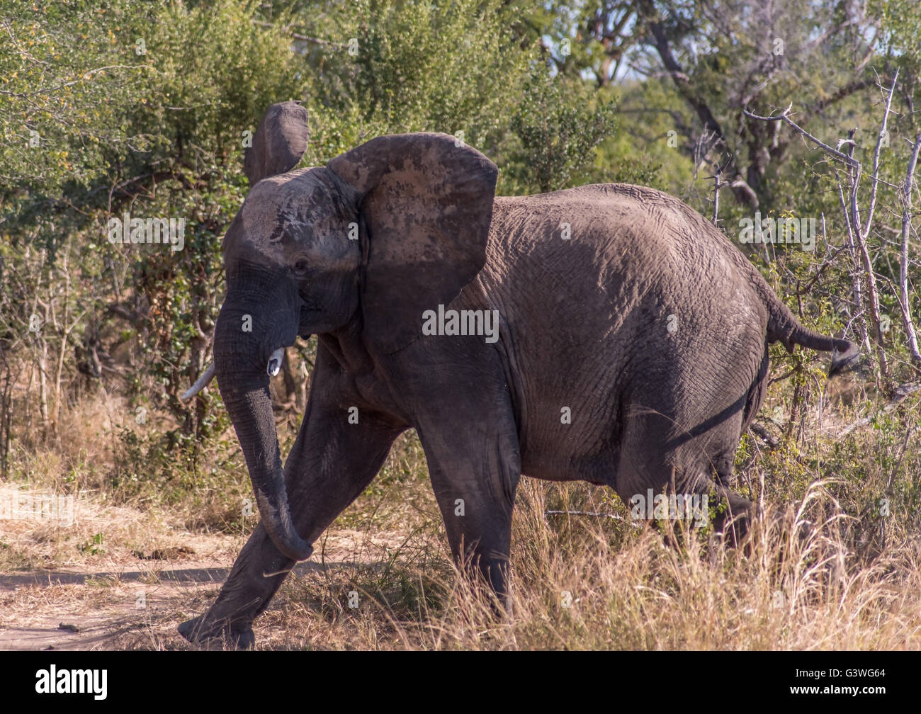 Zimbabwean elephant hi-res stock photography and images - Alamy