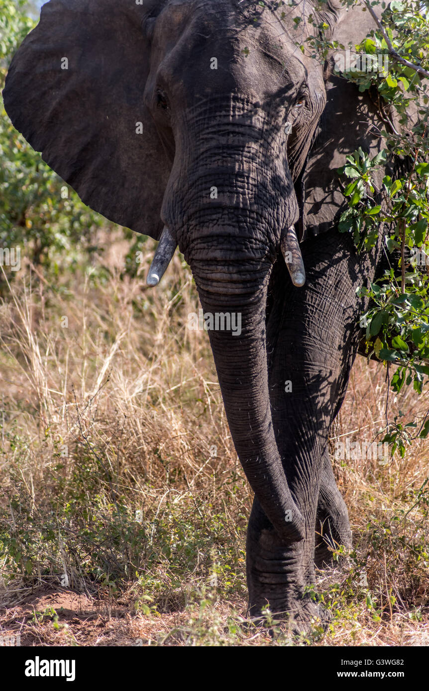 African Elephant in Zambezi National Park Zimbabwe Stock Photo - Alamy