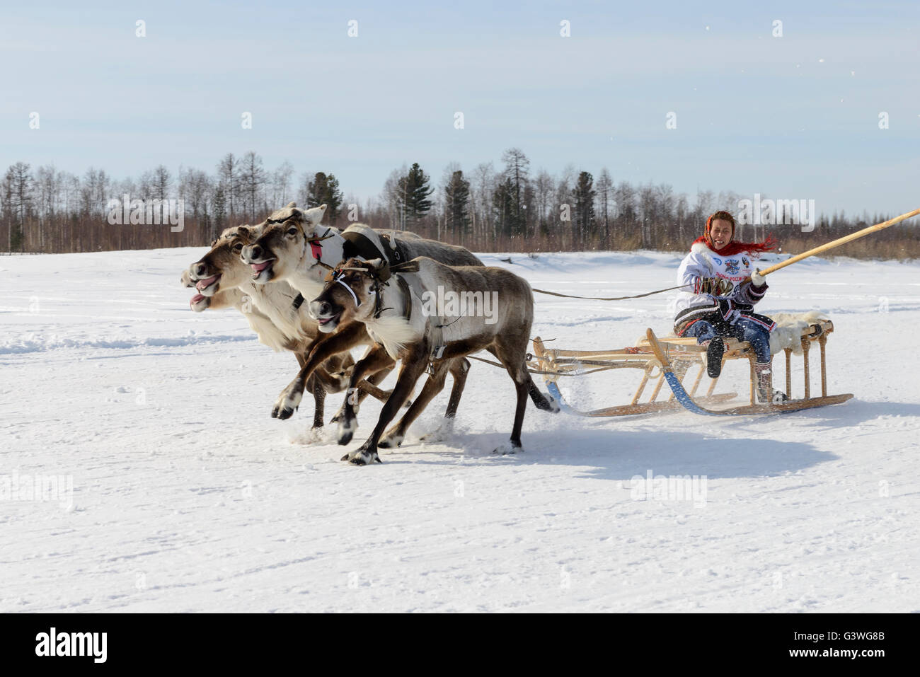 Reindeer sled hi-res stock photography and images - Alamy