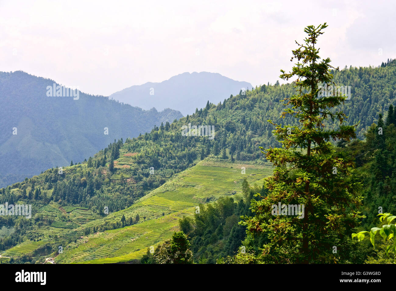 beautiful waves rice terraces on the mountain slopes Stock Photo - Alamy