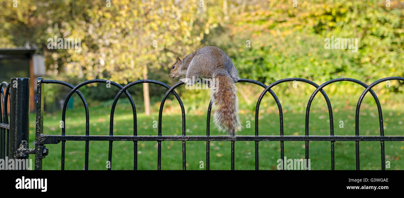 London, squirrel in St James Park Stock Photo - Alamy
