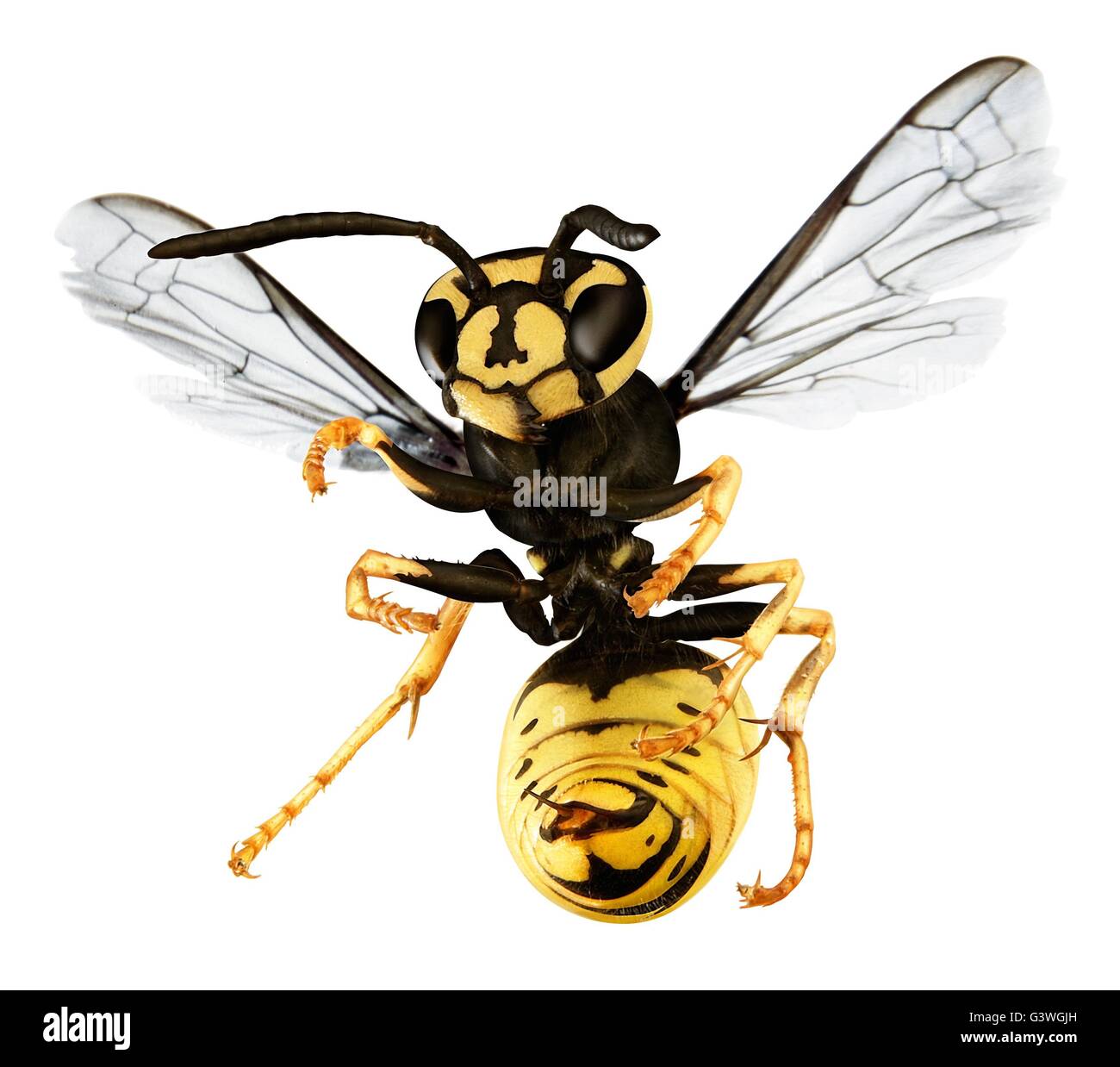 Flying hornet insect hi-res stock photography and images - Alamy