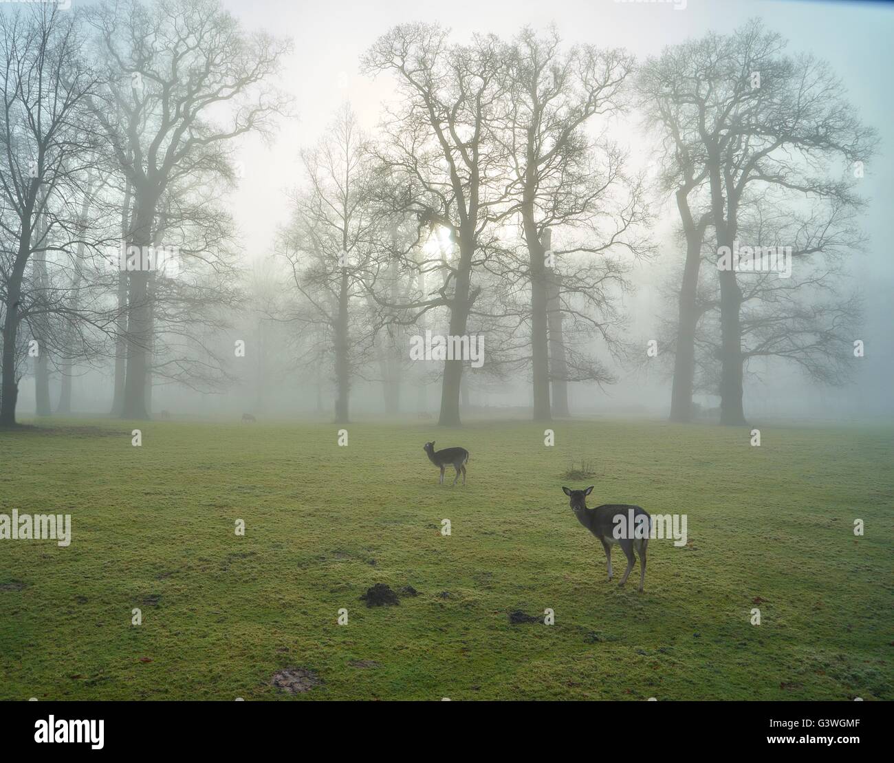 Deer forest mist hi-res stock photography and images - Alamy
