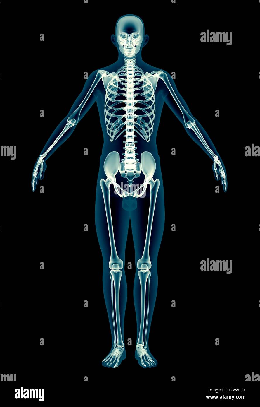Xray Human Skeleton Stock Photos Image 4418673 3,962 Human Skeleton
