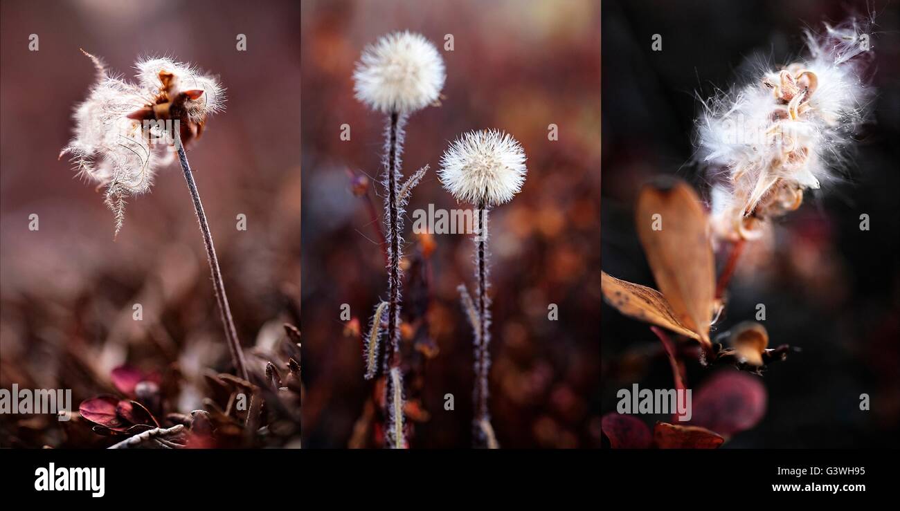 Flora de tundra hi-res stock photography and images - Alamy