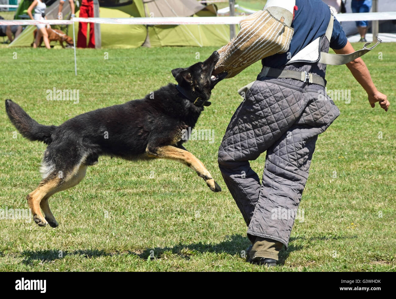 German shepherd dog in training Stock Photo - Alamy