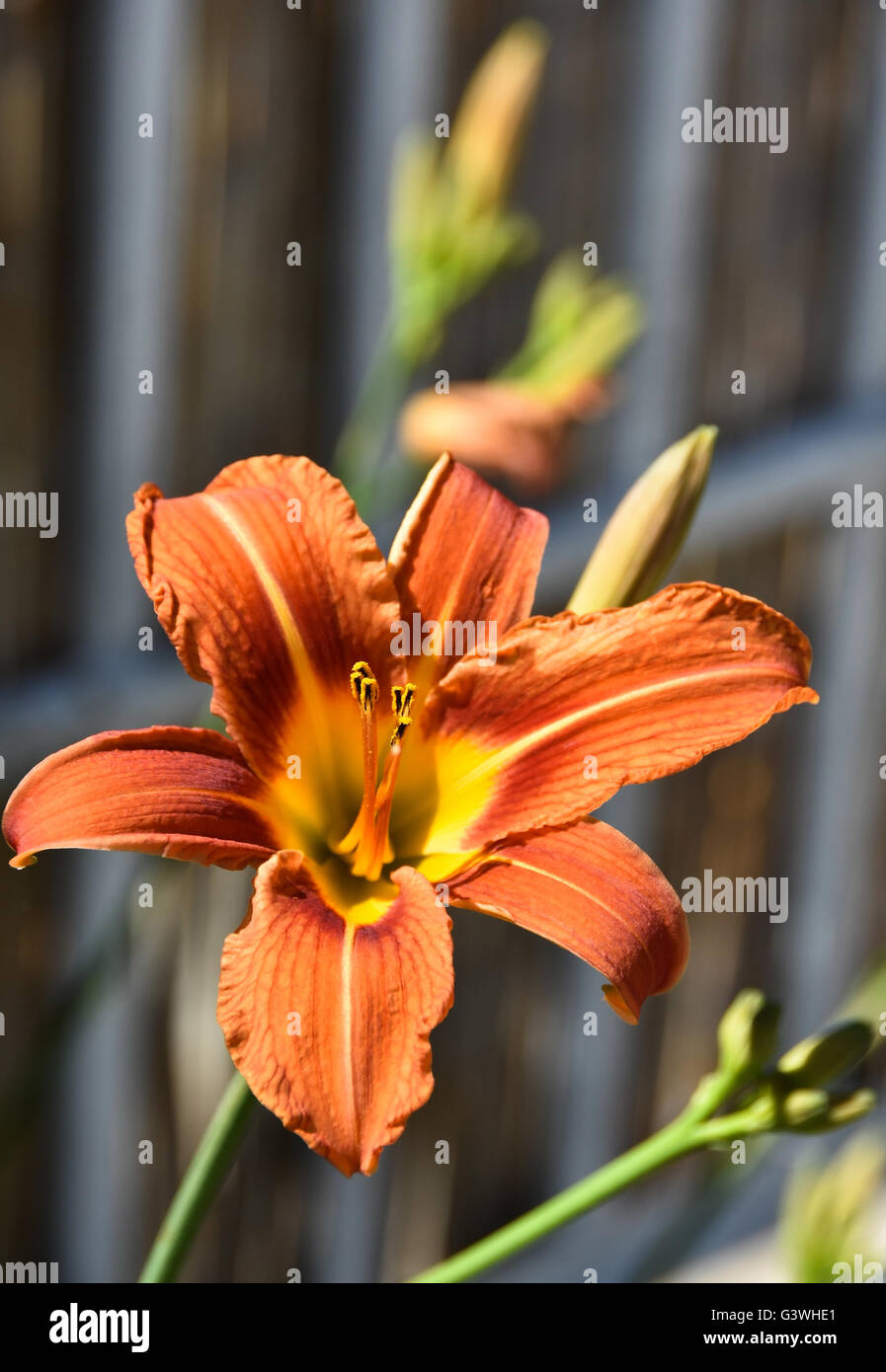 Time lily hi-res stock photography and images - Alamy