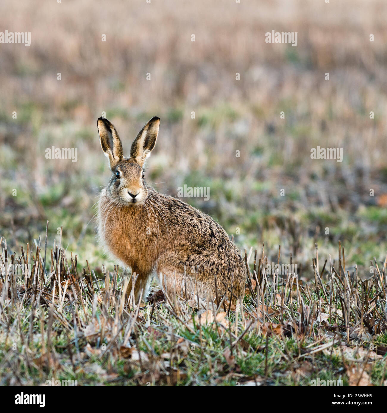 Family of rabbits hi-res stock photography and images - Alamy