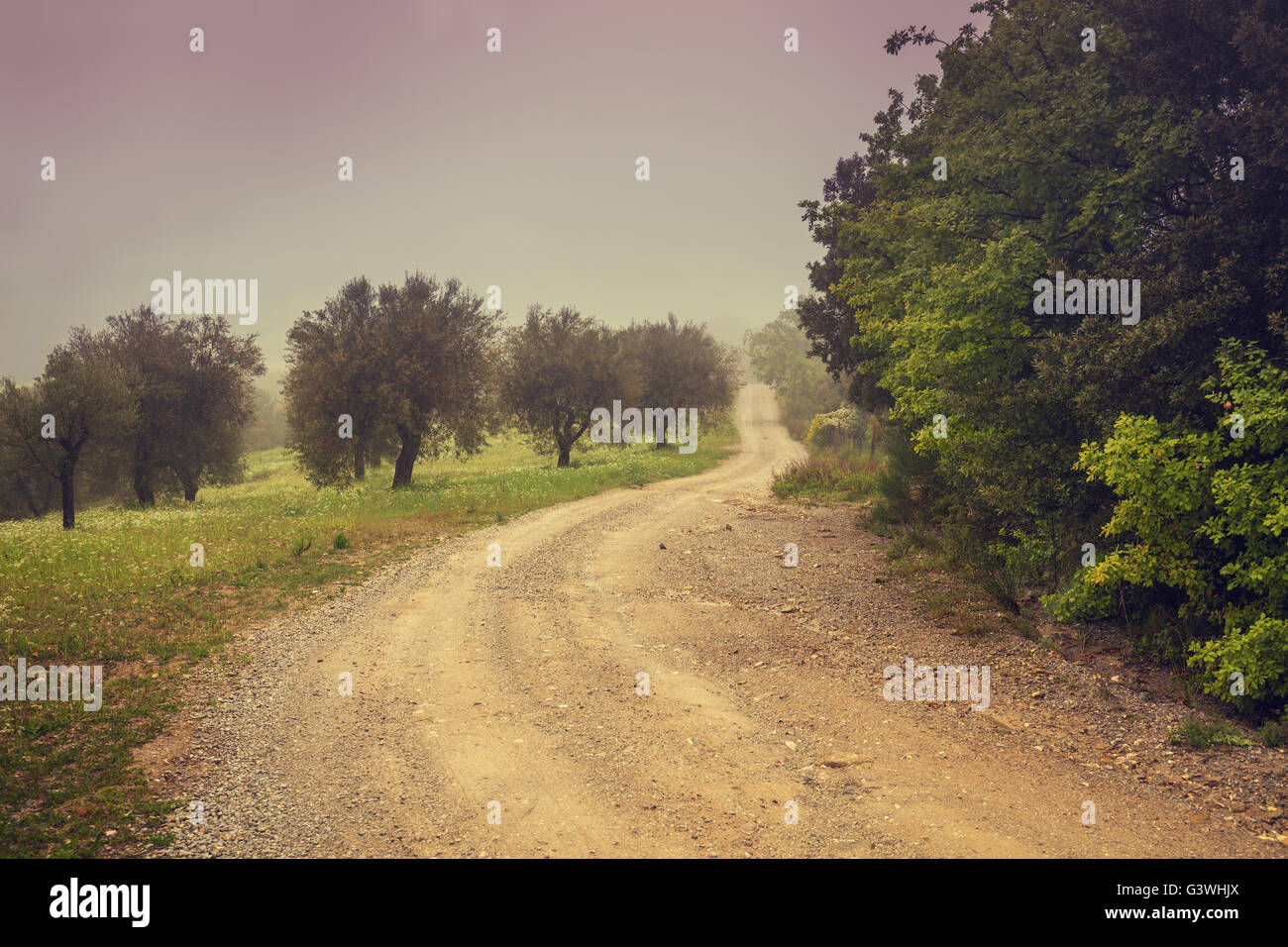 Olive trees road hi-res stock photography and images - Alamy
