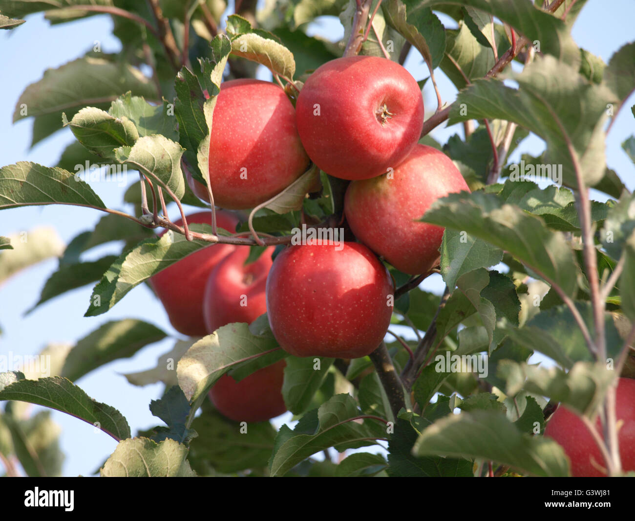 Orchard with ripe apple trees hi-res stock photography and images - Alamy