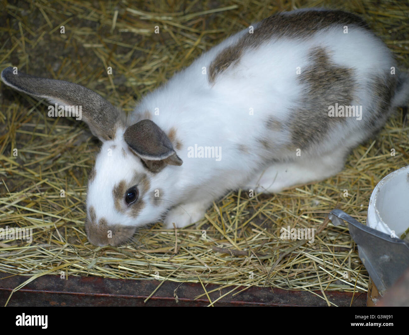 Rabbits on animal farm in rabbit-hutch Stock Photo - Alamy