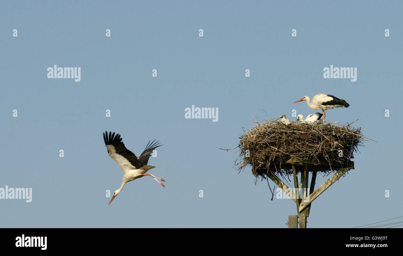 Storks in cute little nest in the city center Stock Photo - Alamy