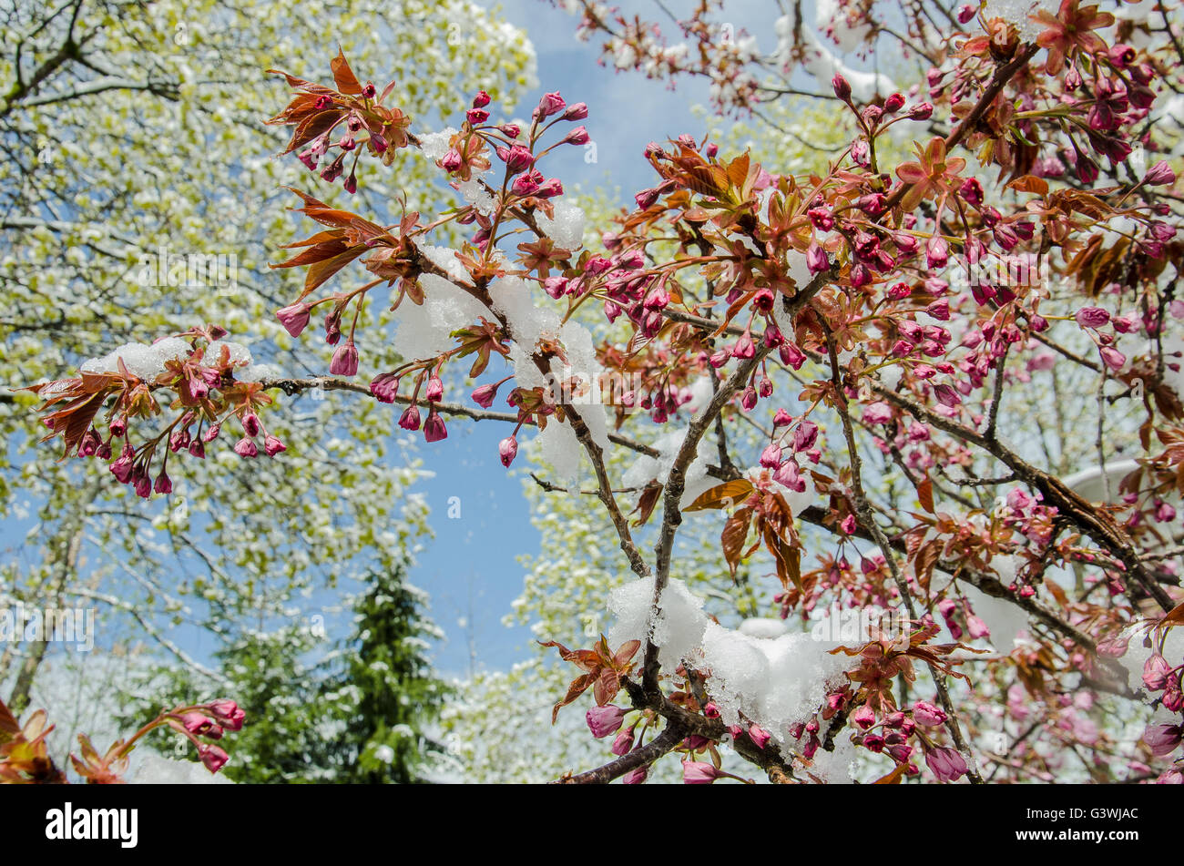Cherry_tree hi-res stock photography and images - Alamy