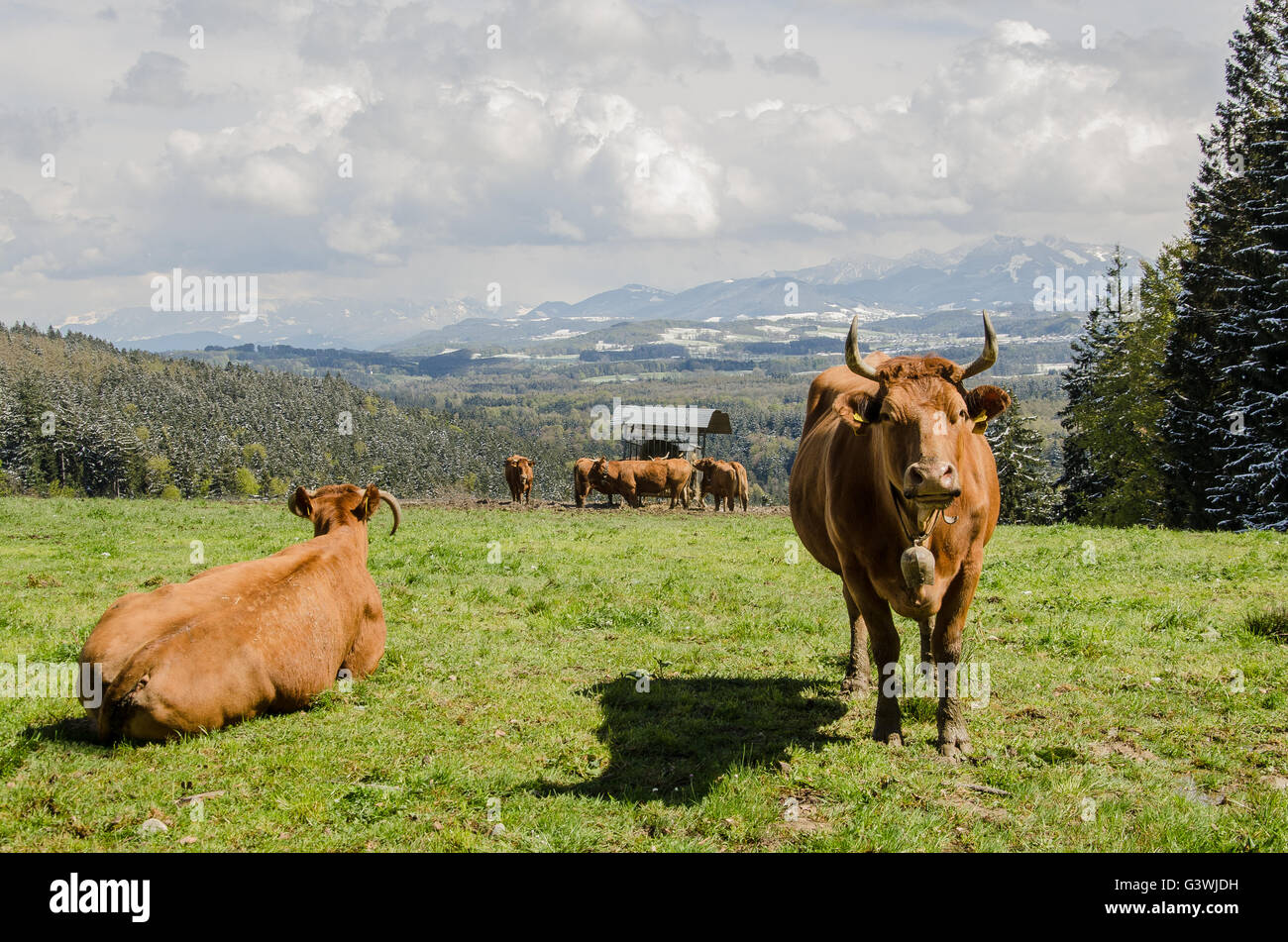 Cattle grazing in Alpine pastures in late April with snow on the ...