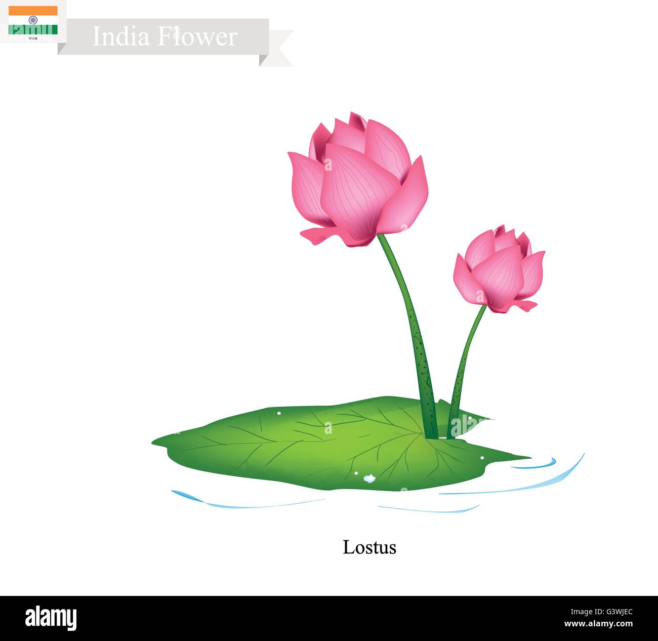 Indian National Flower Drawing