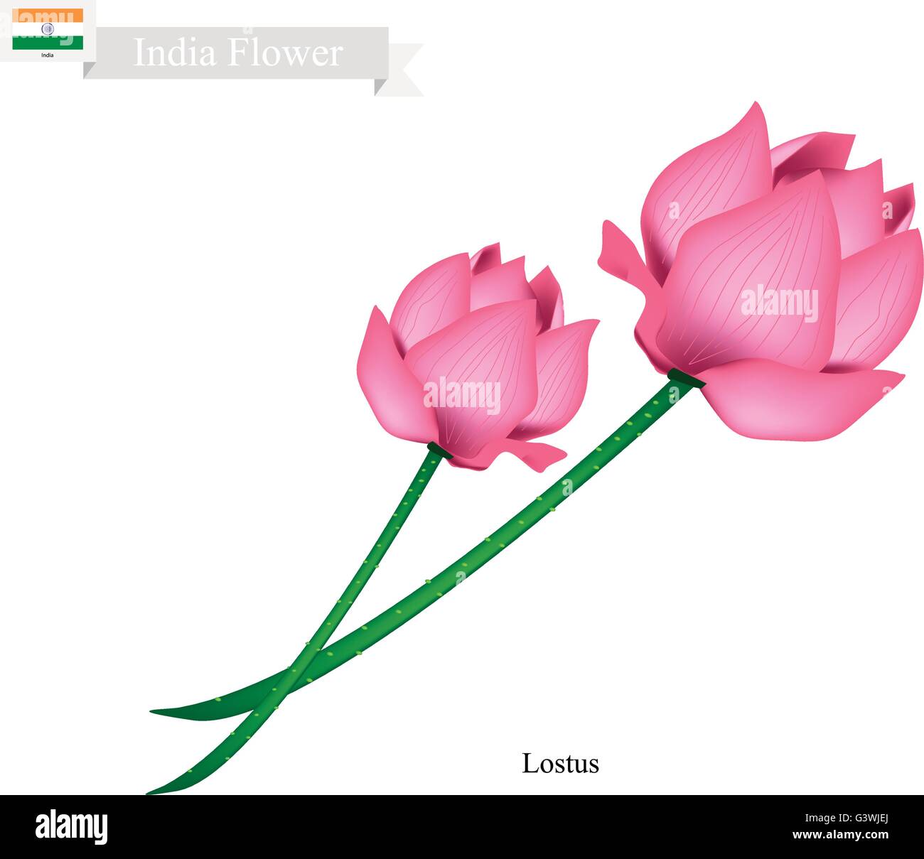 India Flower, Water Lily or Lotus Blossom. The National Flower of India ...