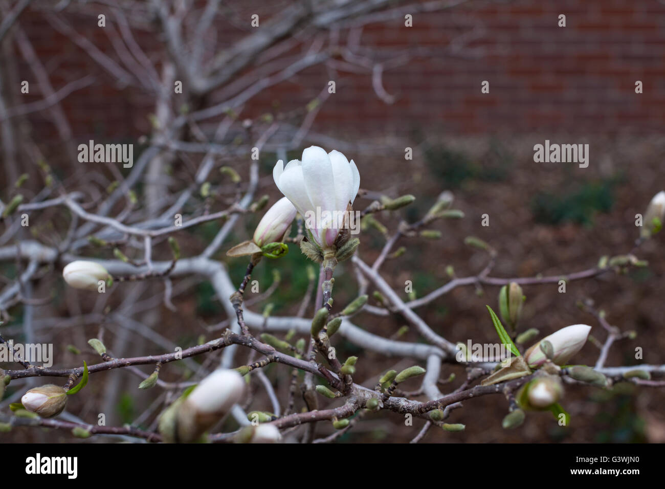 White magnolia hi-res stock photography and images - Alamy