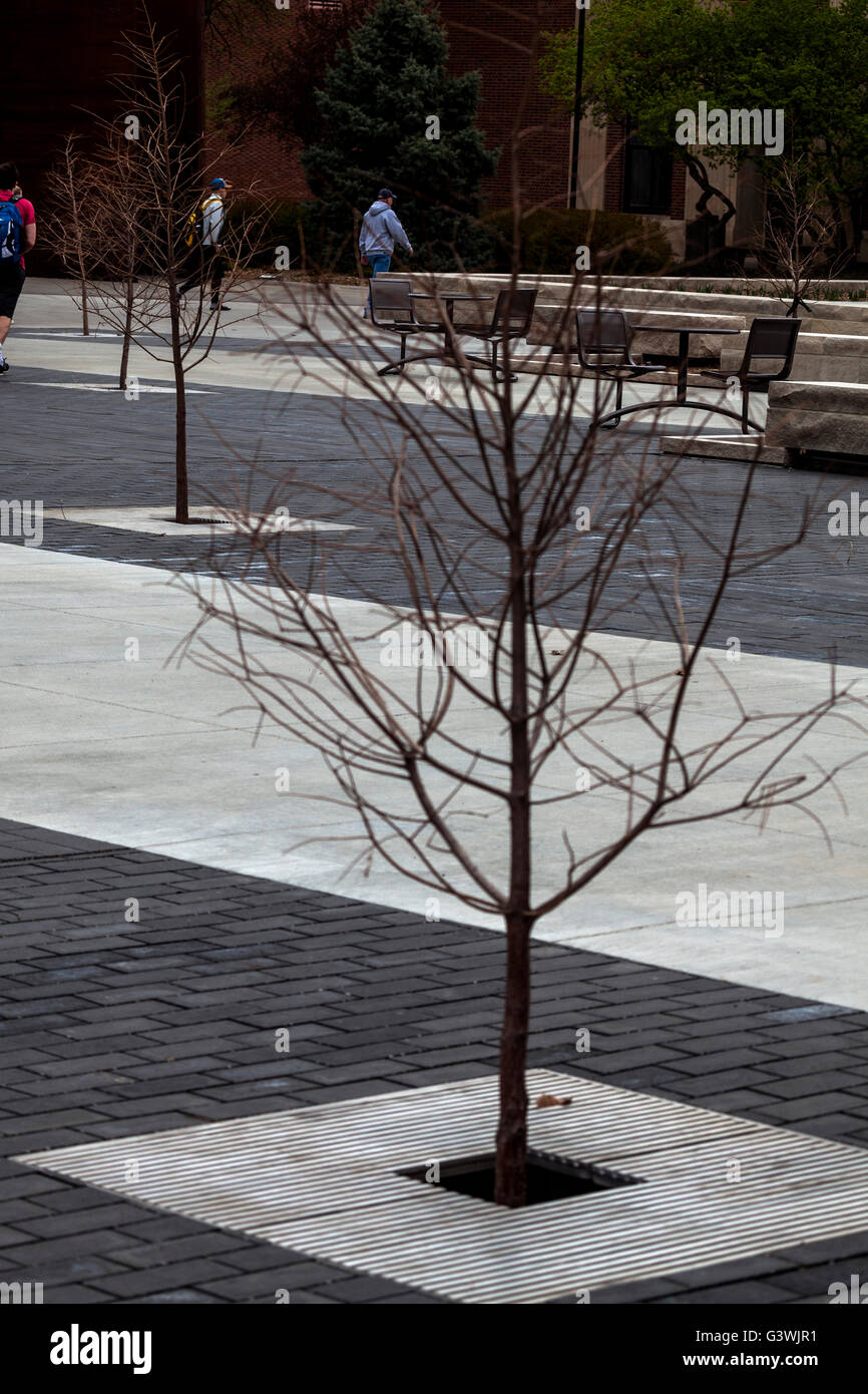 Immature trees hi-res stock photography and images - Alamy