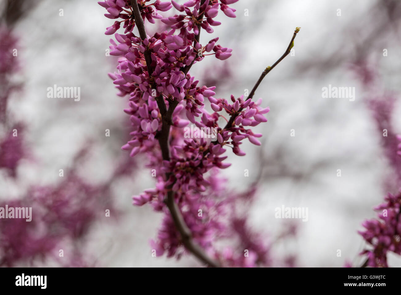 Redbud blooming hi-res stock photography and images - Alamy