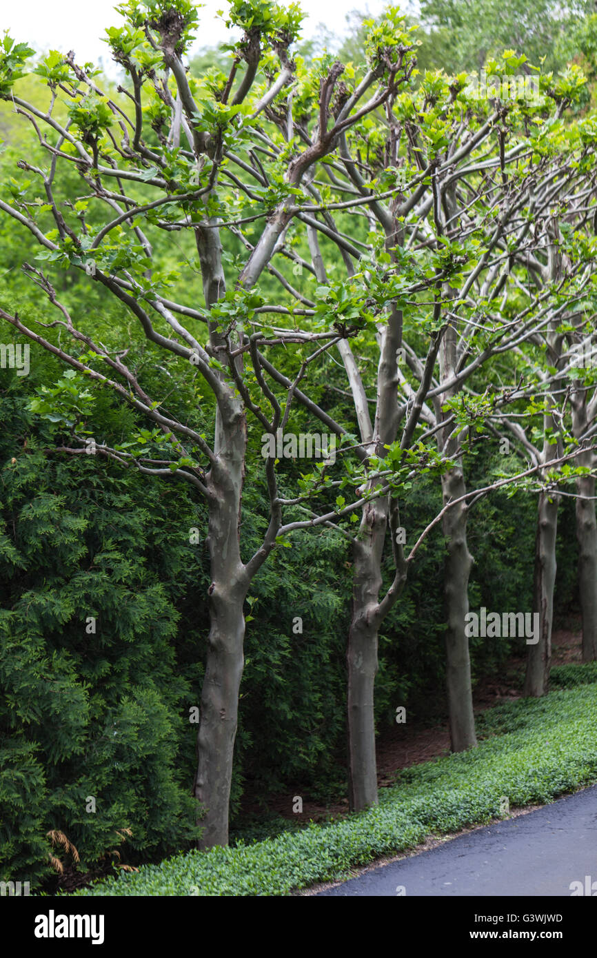 A row of plane trees Stock Photo - Alamy