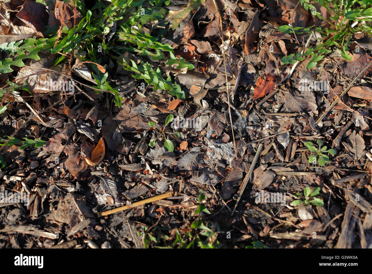 Dessicated High Resolution Stock Photography and Images - Alamy