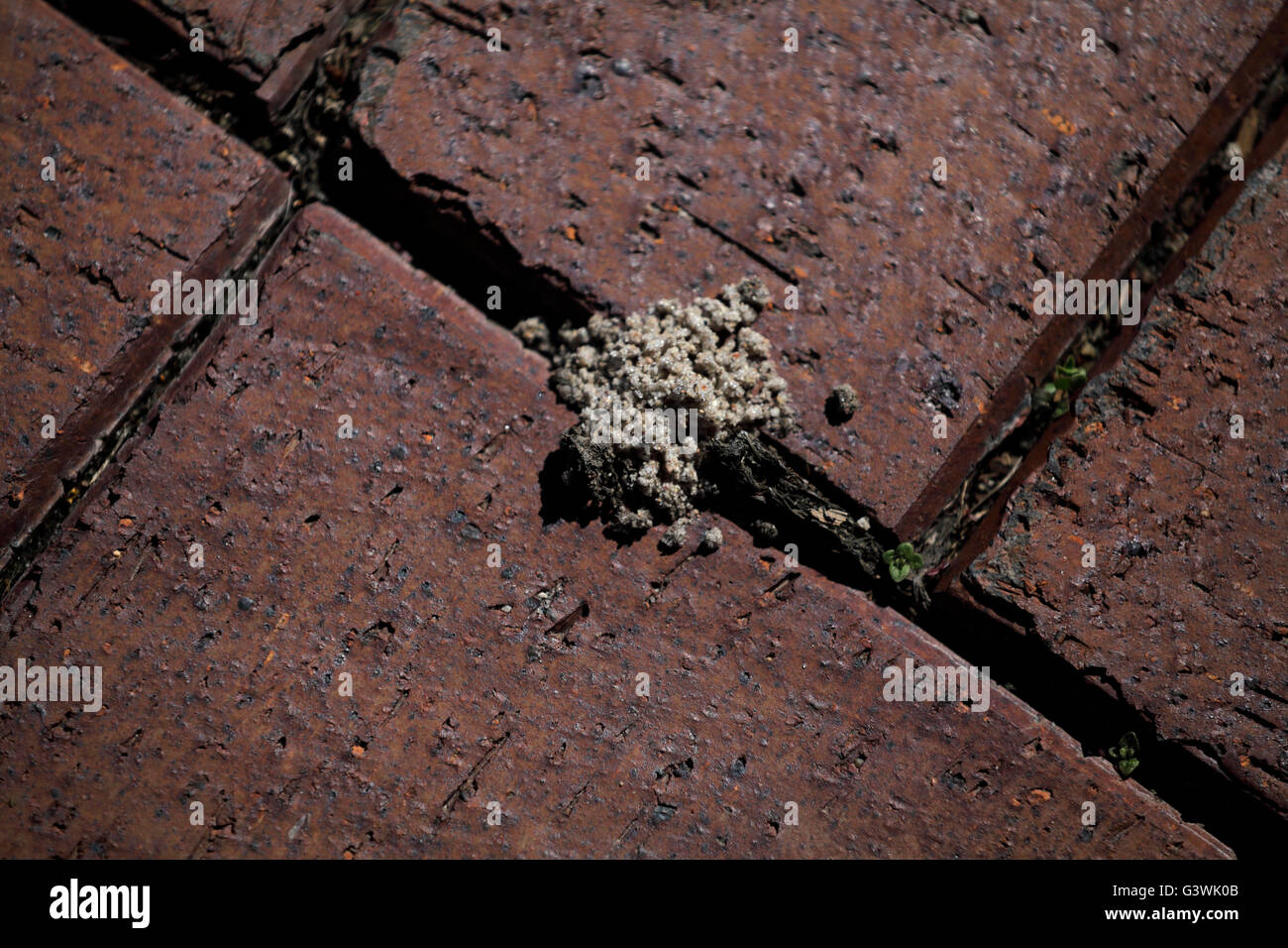 Small pile of sand pushed out of brick pavement cracks by ants Stock ...