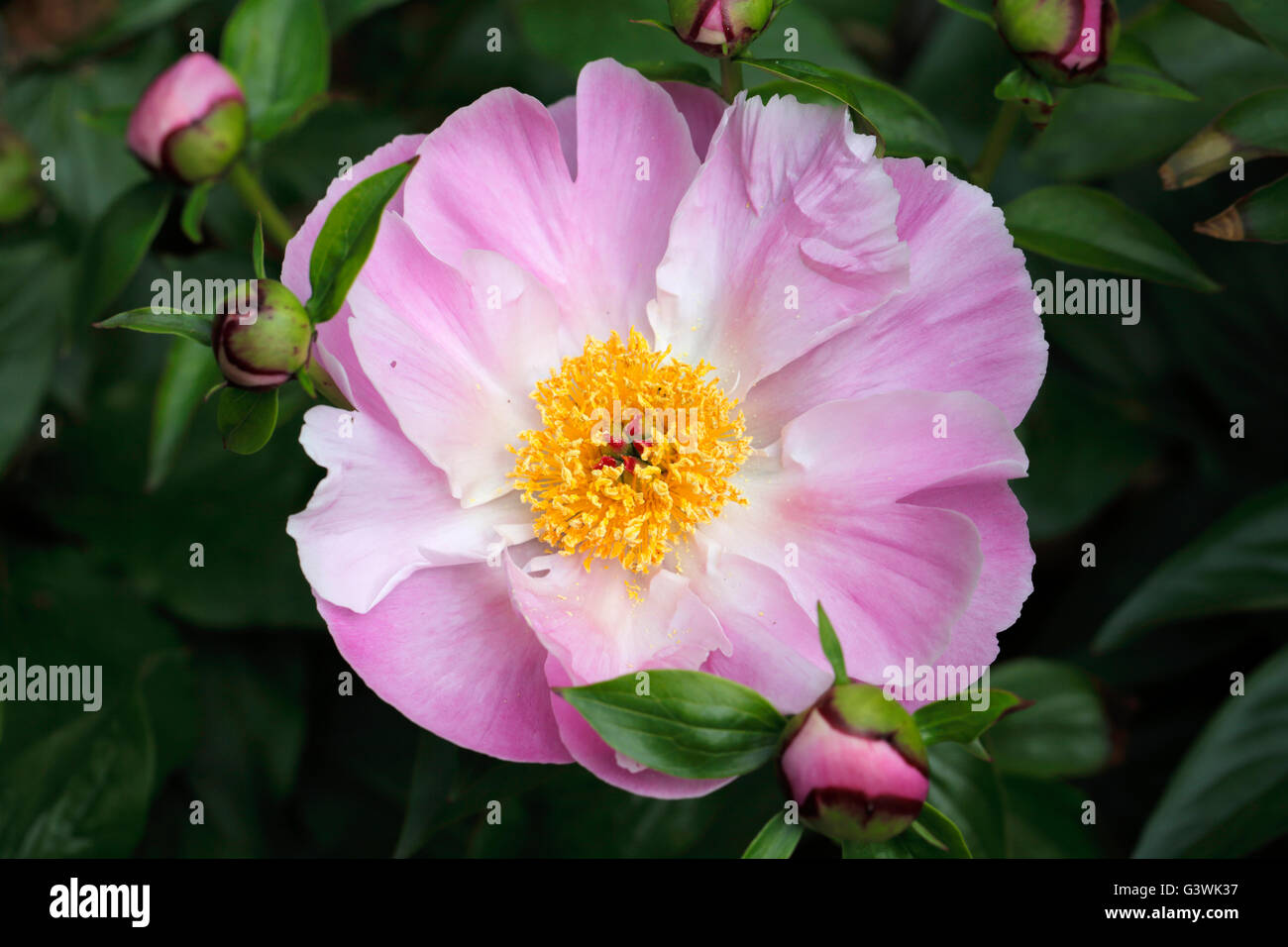 Center of peony hi-res stock photography and images - Alamy