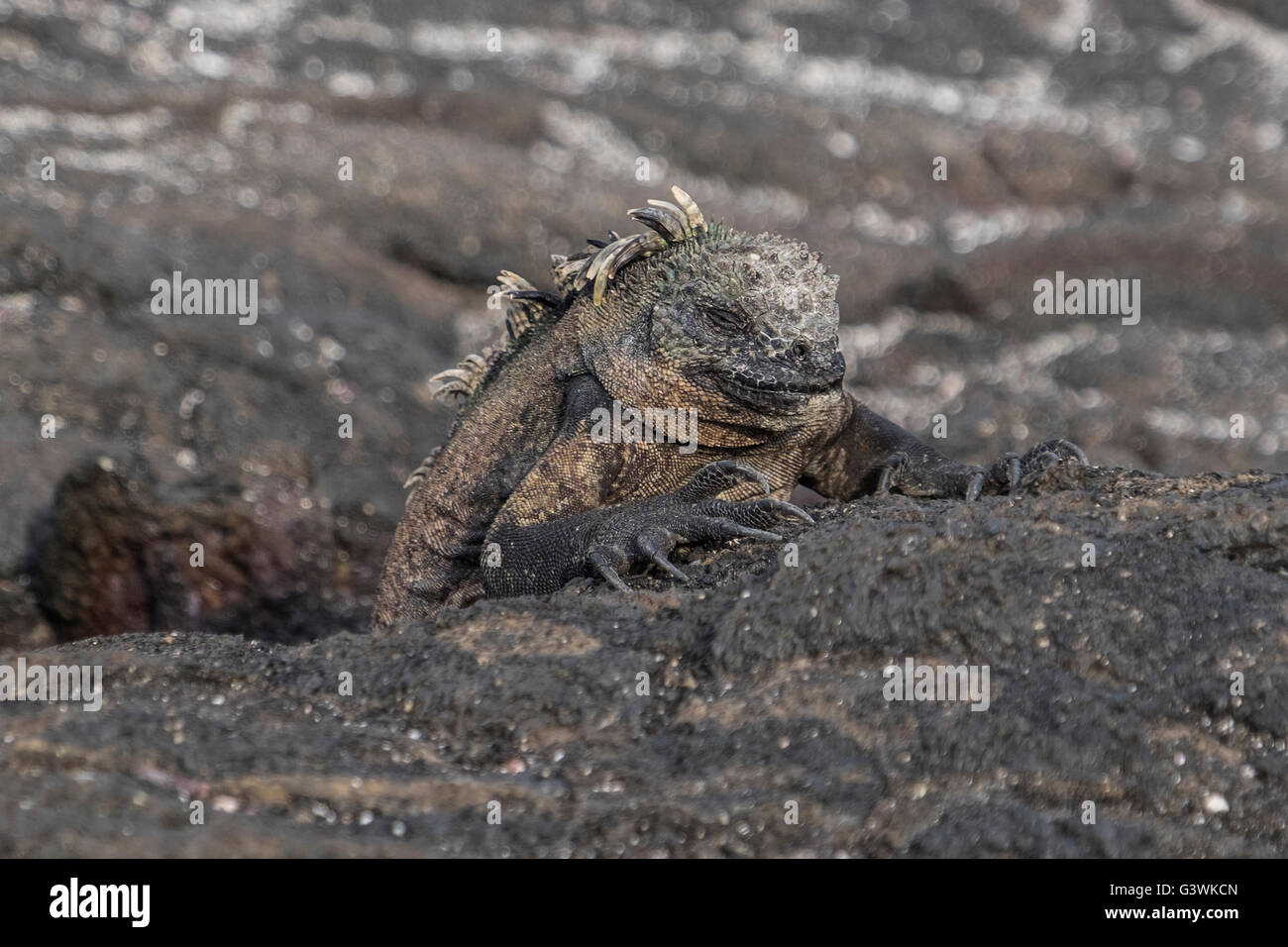 A sleeping iguana rests on the lava rocks of the Galapagos Islands ...