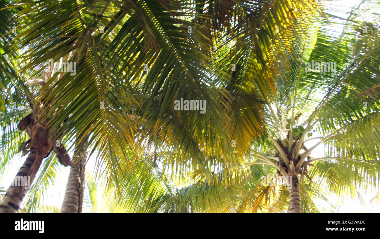 Tree In Spanish Dominican Republic at Deon Roden blog