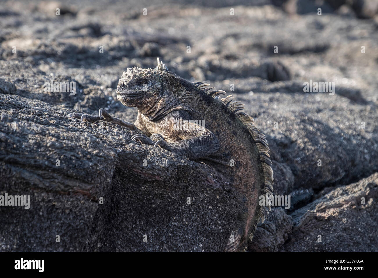 Iguana skin texture hi-res stock photography and images - Alamy